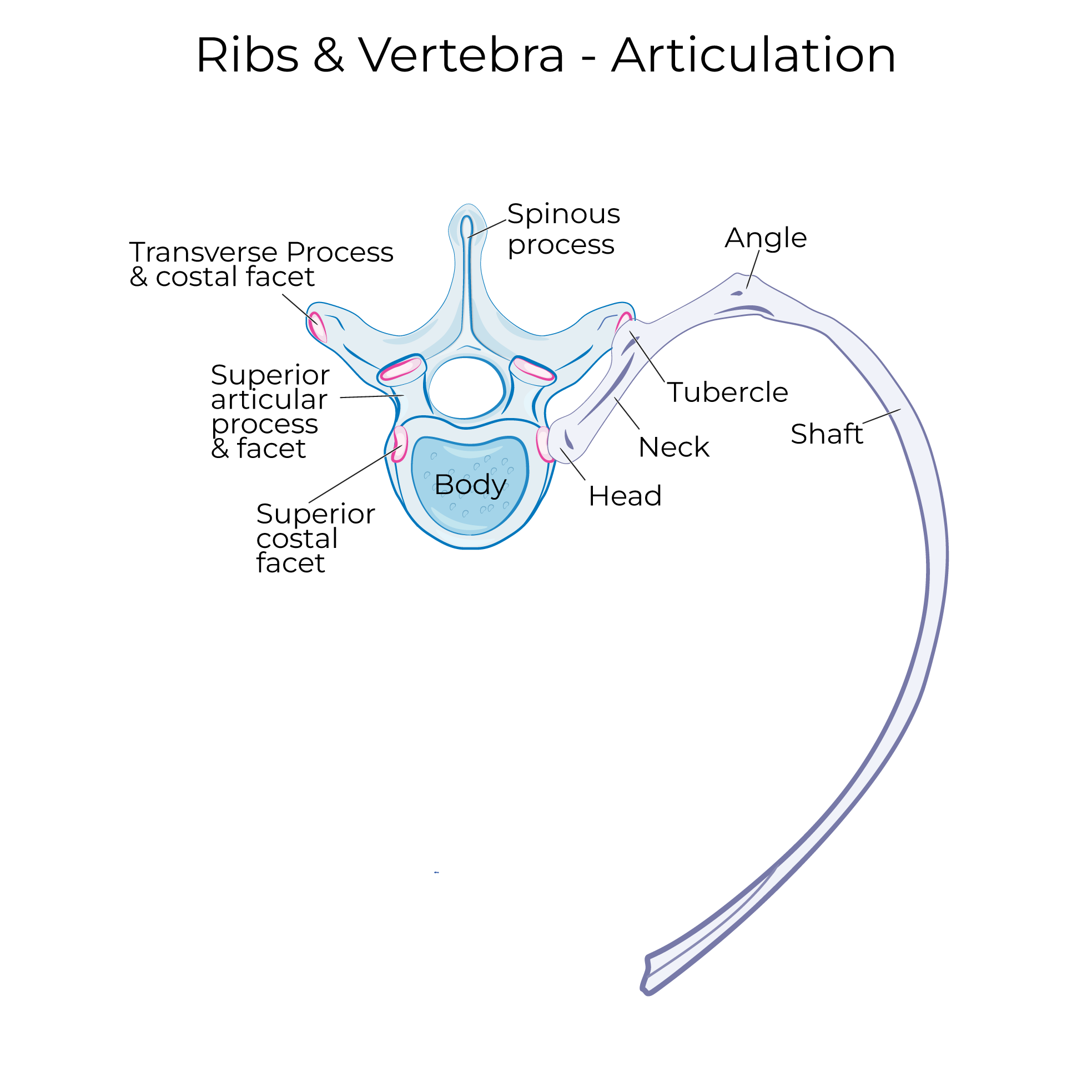 Anatomy & Physiology Fundamentals for Nursing: Skeletal Overview ...