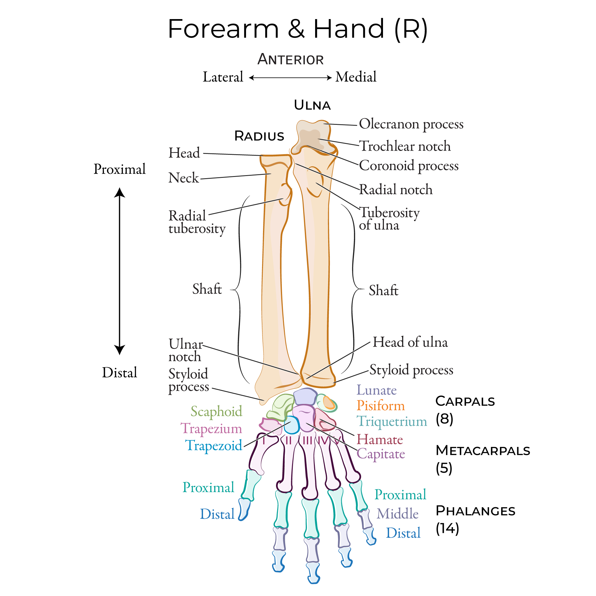 Anatomy & Physiology Fundamentals for Nursing: Skeletal Overview ...