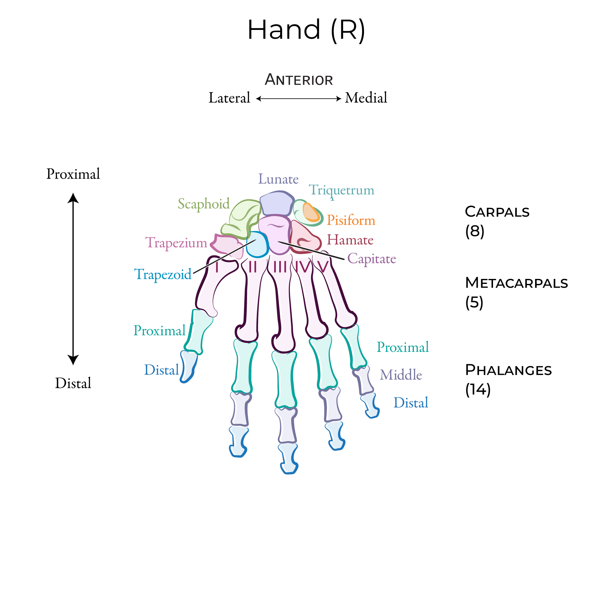 Anatomy & Physiology Fundamentals for Nursing: Skeletal Overview ...