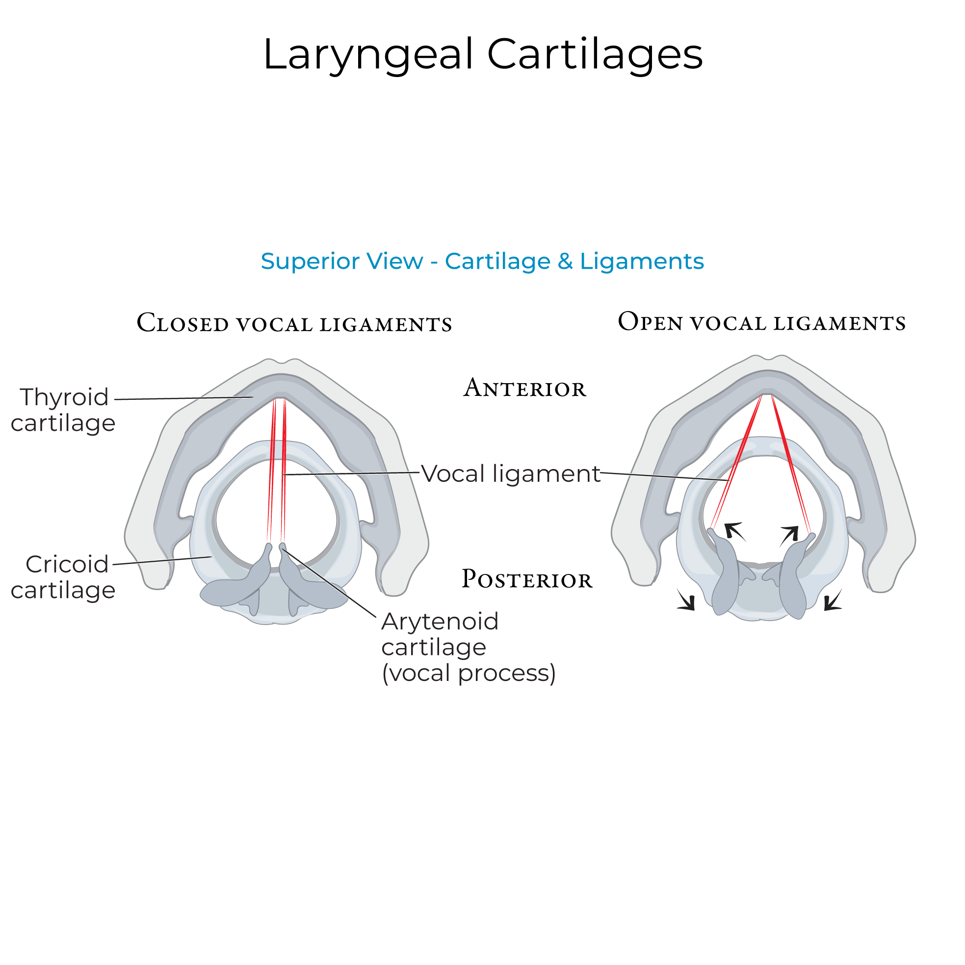 Gross Anatomy: Nasal Cavity, Pharynx, and Larynx | ditki medical ...