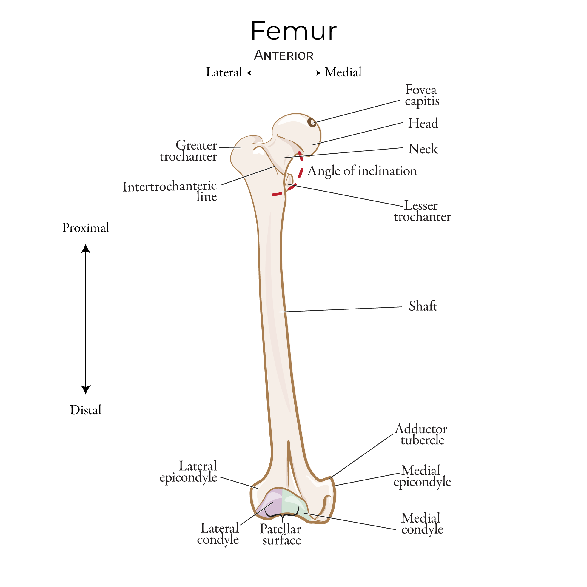 Anatomy & Physiology Fundamentals for Nursing: Skeletal Overview ...