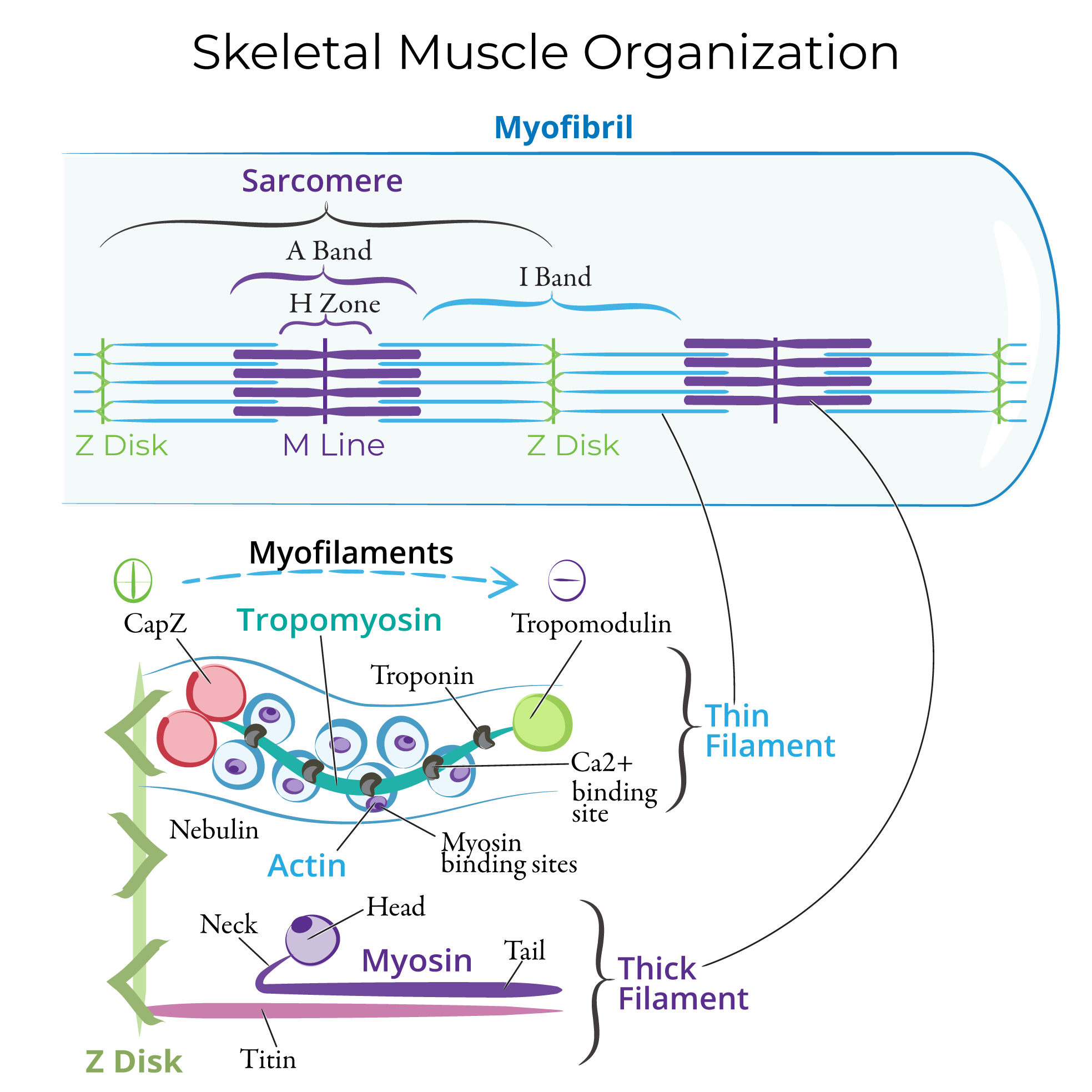 Physiology: Muscle Excitation/Contraction (E/C Coupling) | ditki ...