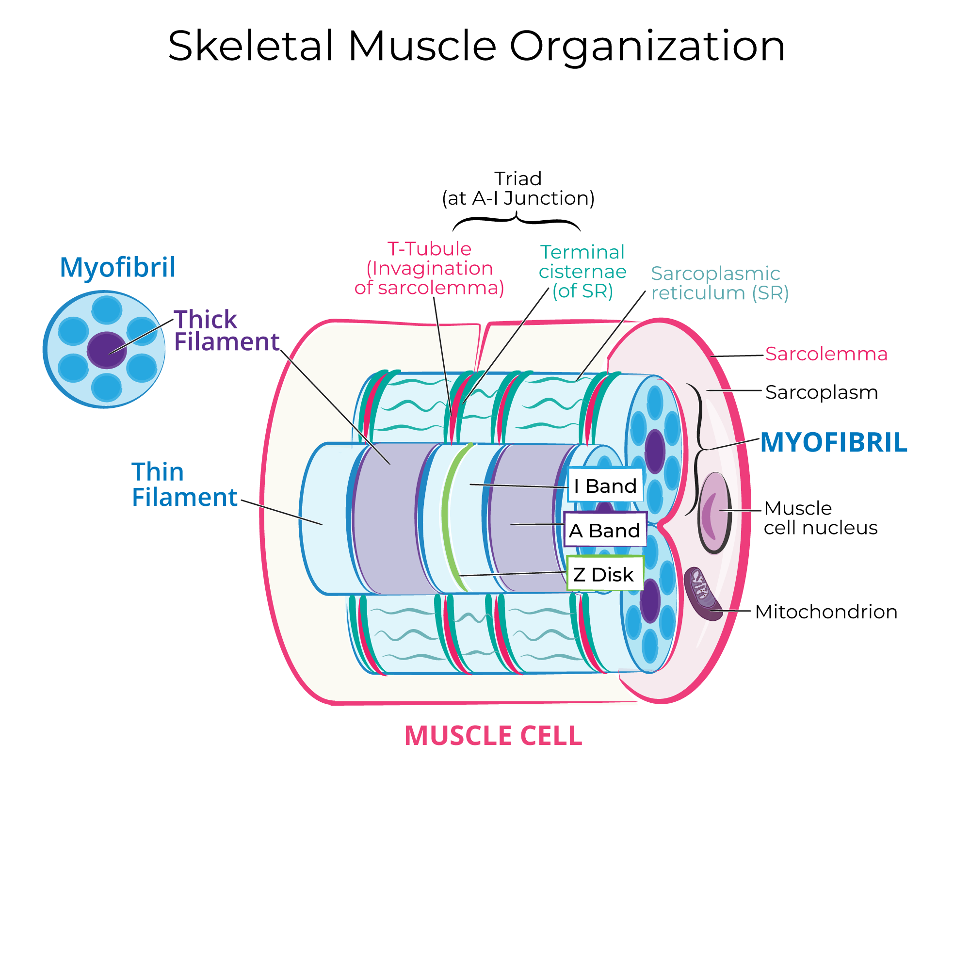 Physiology: Muscle Excitation/Contraction (E/C Coupling) | ditki ...
