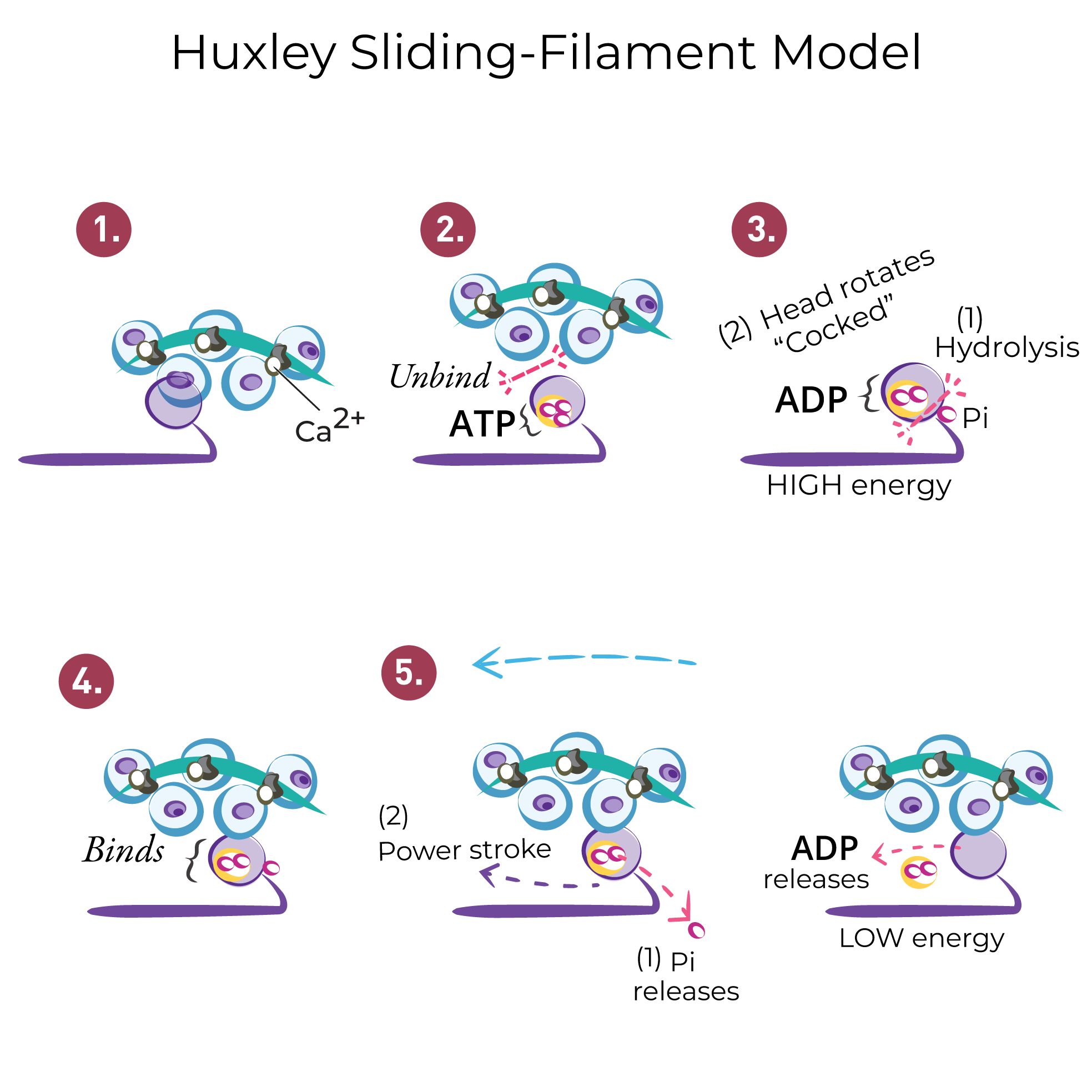 Physiology: Muscle Excitation/Contraction (E/C Coupling) | ditki ...