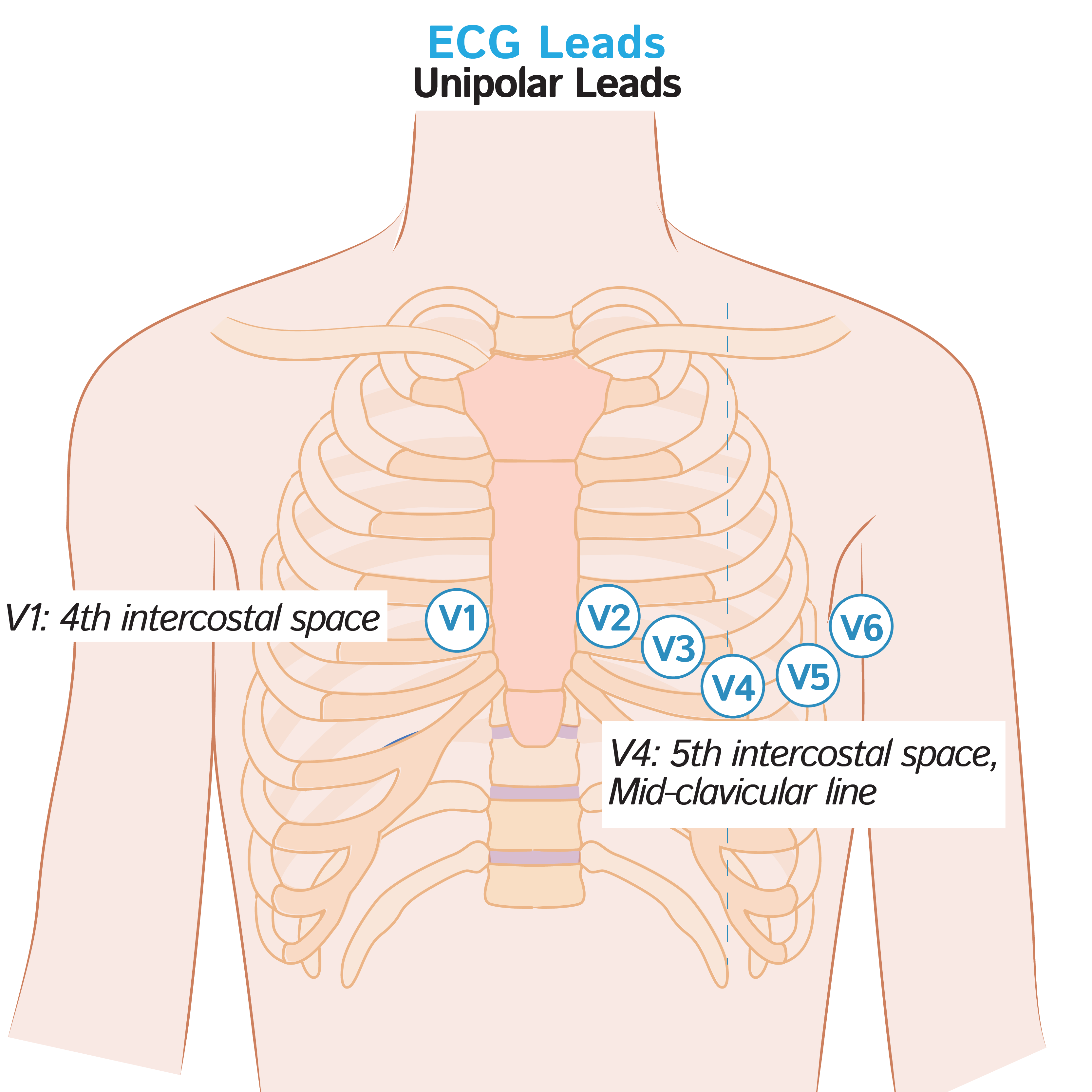 Anatomy & Physiology Fundamentals for Nursing: Cardiac Conduction ...