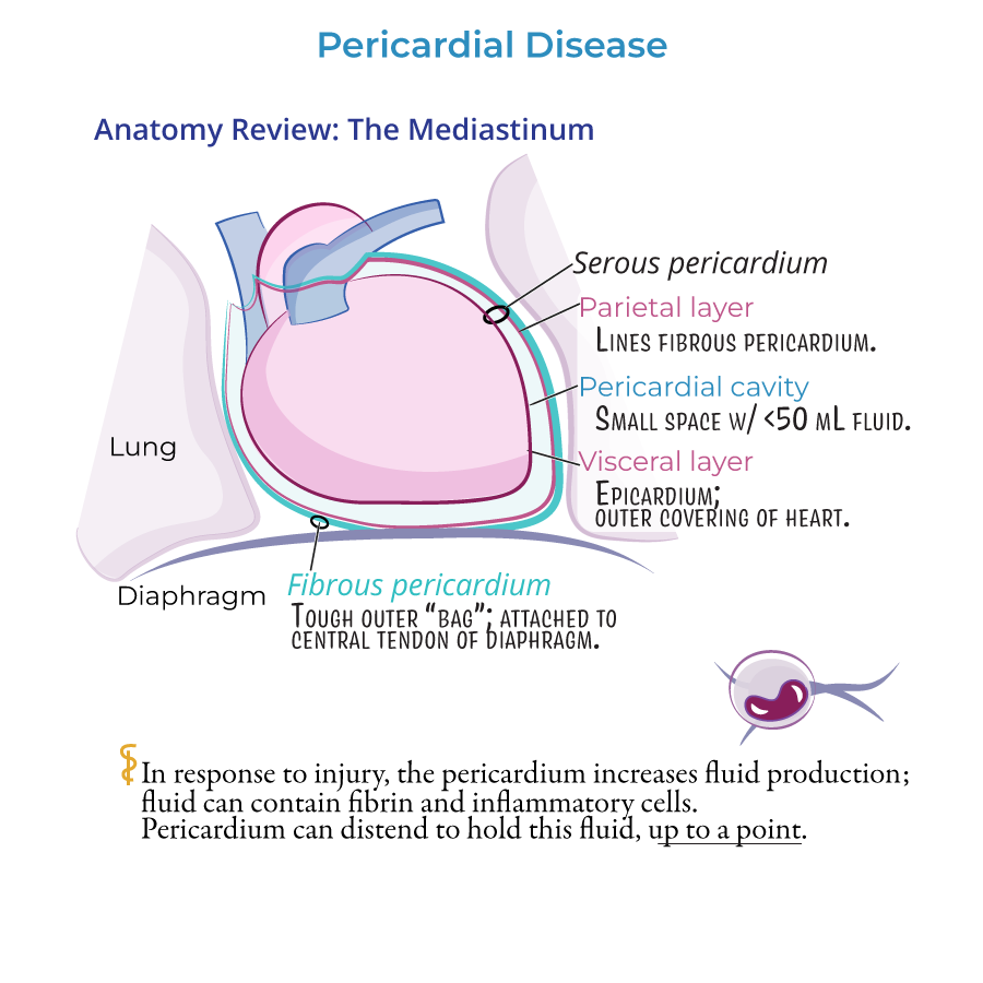 Gross Anatomy: Posterior Abdominal Wall Muscles | ditki medical ...
