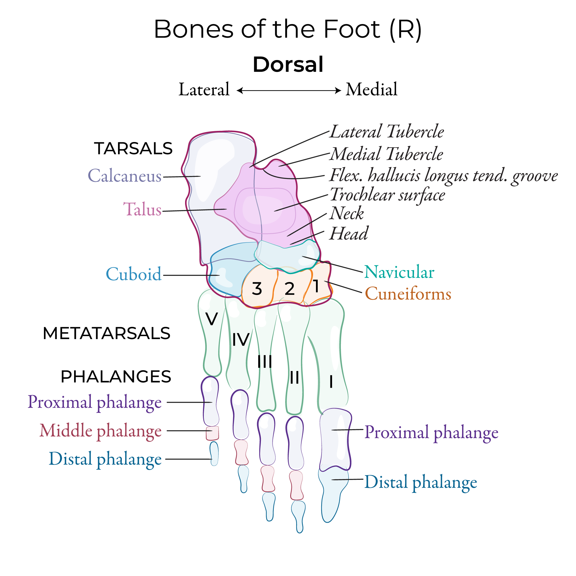 Anatomy & Physiology Fundamentals for Nursing: Skeletal Overview | ditki medical & biological ...
