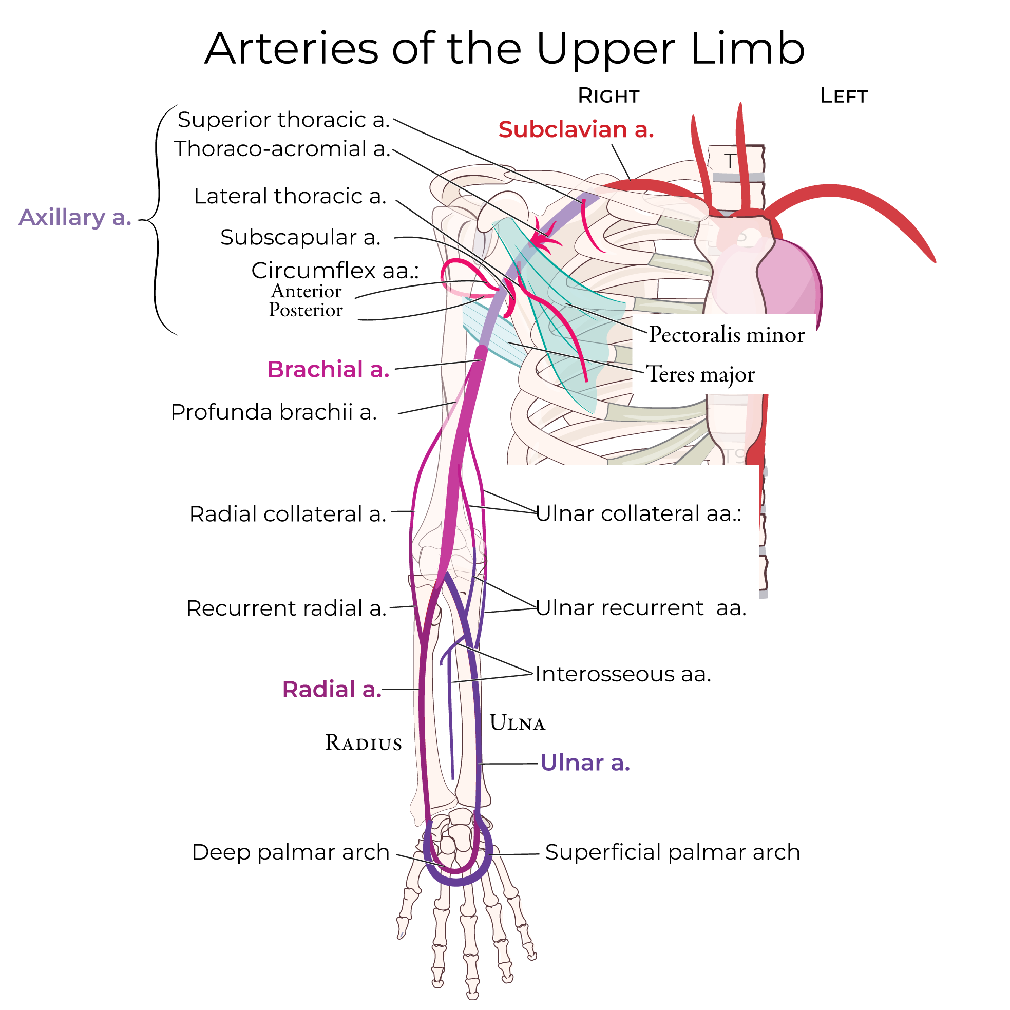 Gross Anatomy: Anterior Arm Muscles | ditki medical & biological sciences