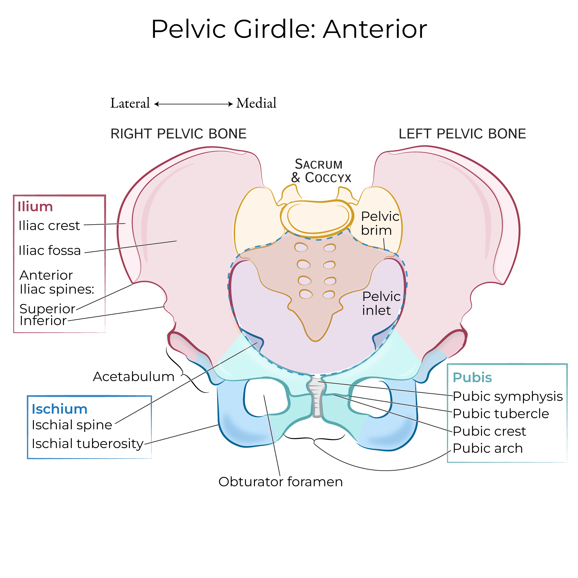 Gross Anatomy: Pelvic Walls and Diaphragm | ditki medical & biological ...