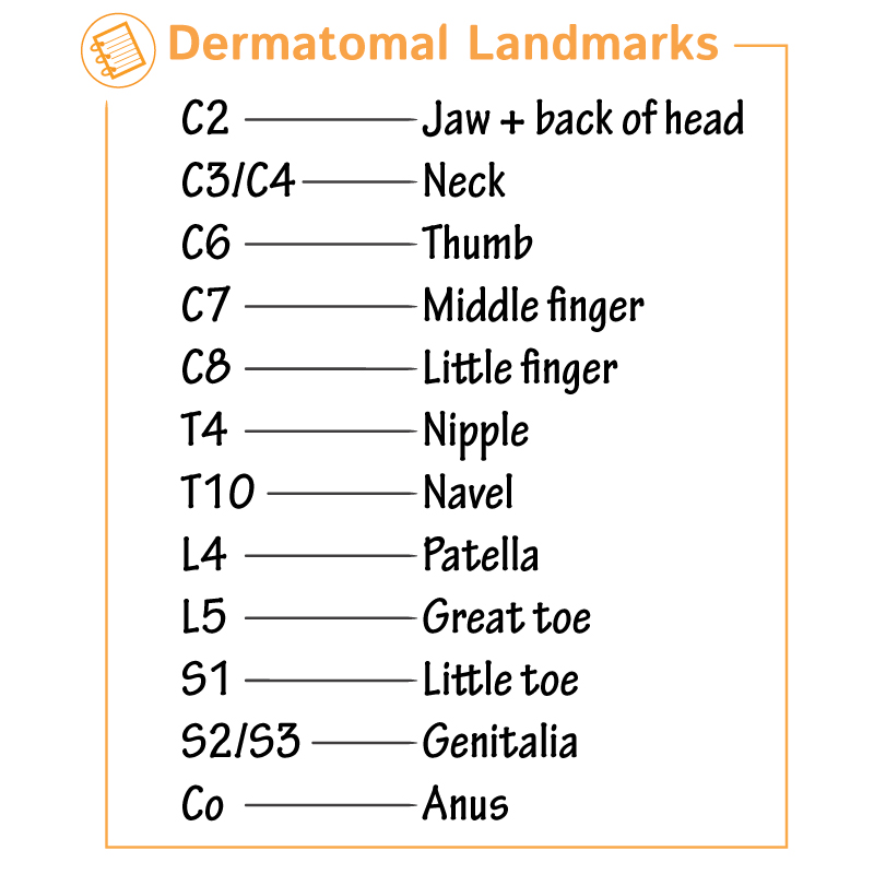 Neuroanatomy: Sensory System | ditki medical & biological sciences