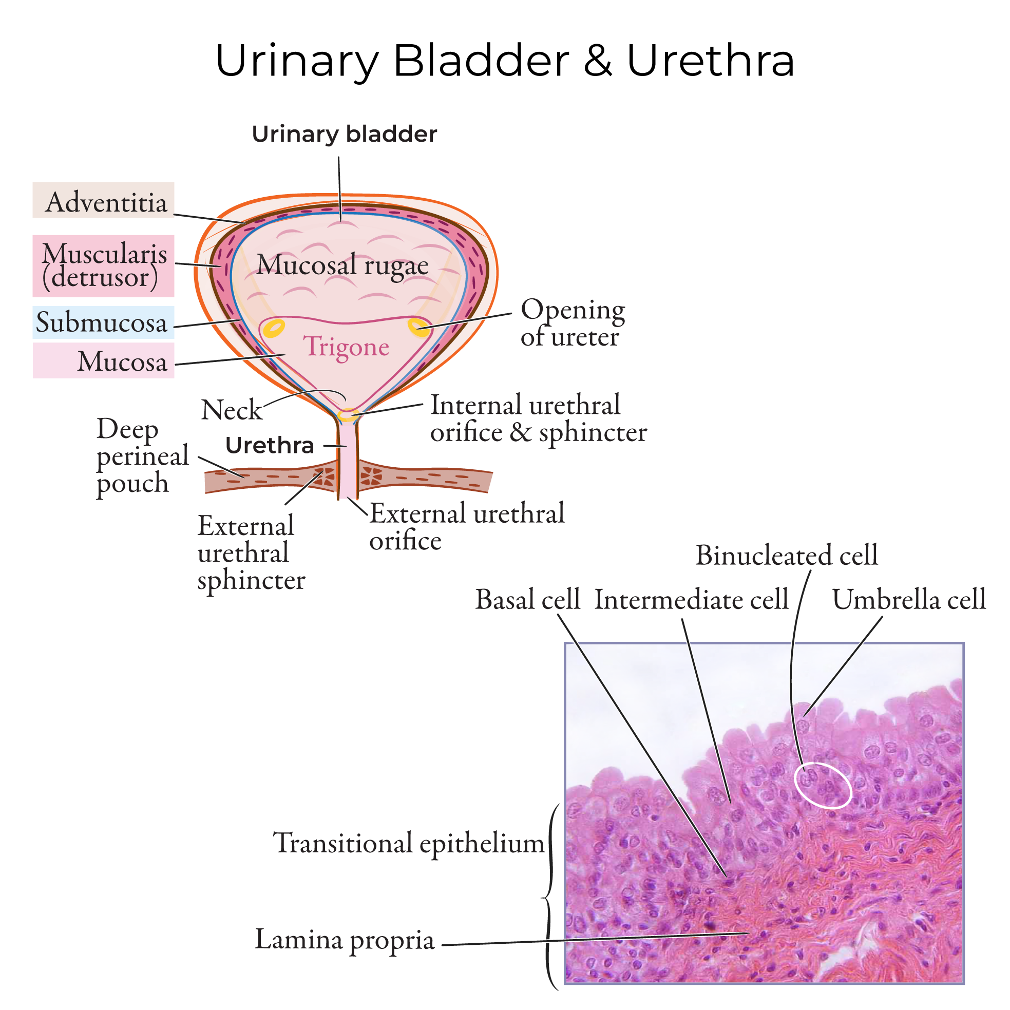 Gross Anatomy: Ureters & Urinary Bladder | ditki medical & biological ...