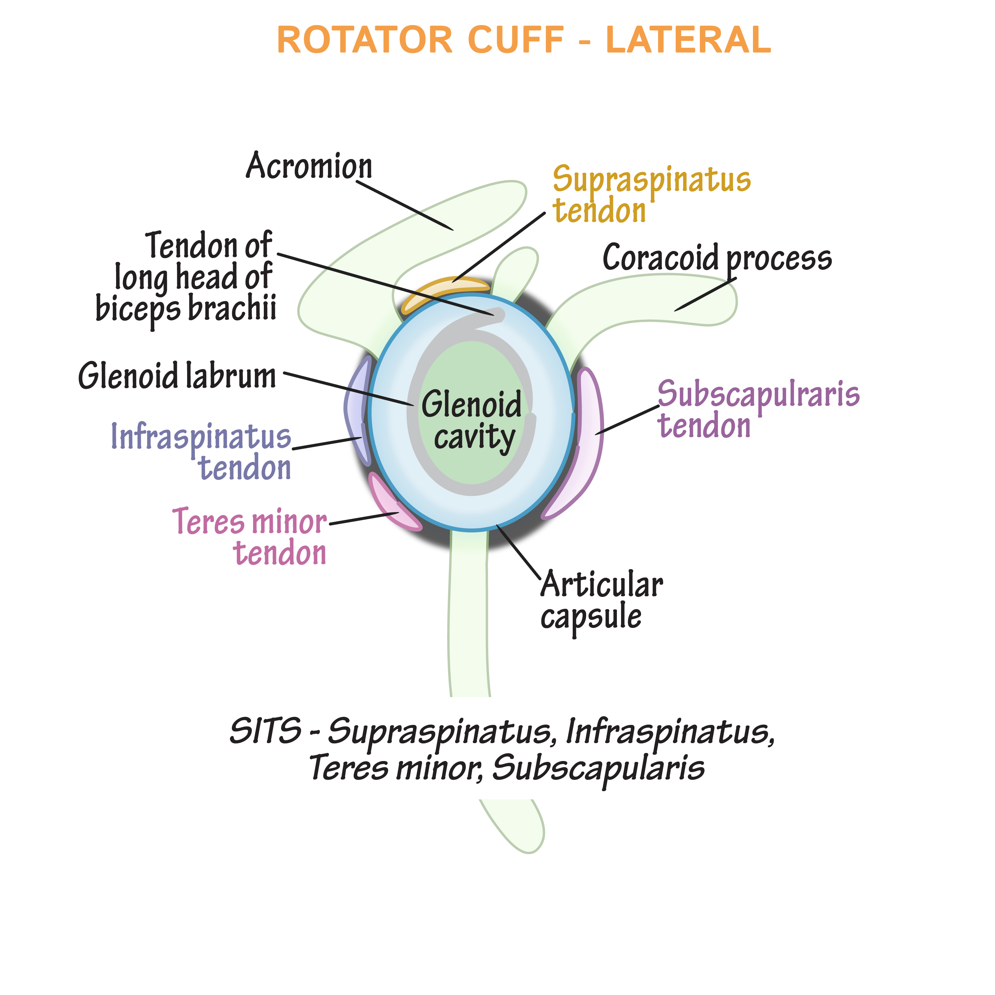 Gross Anatomy: Muscles of the Shoulder | ditki medical & biological ...
