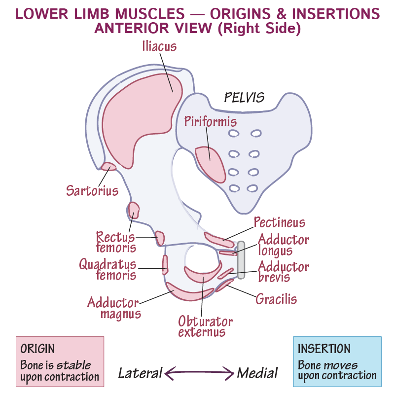 Gross Anatomy: Pelvis - Anterior View | ditki medical & biological sciences