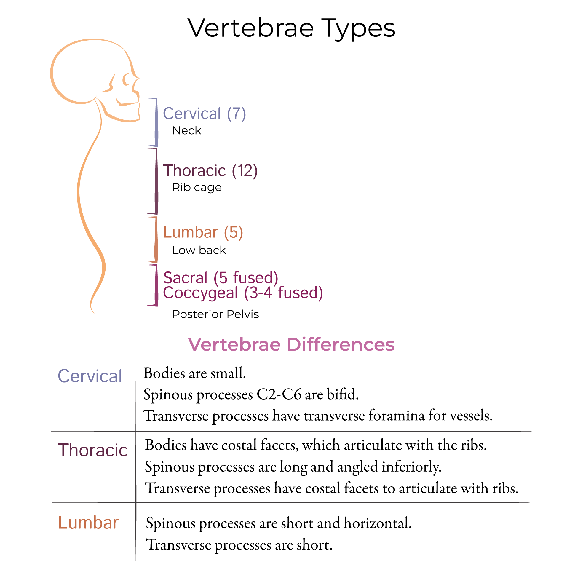Anatomy & Physiology Fundamentals for Nursing: Skeletal Overview ...