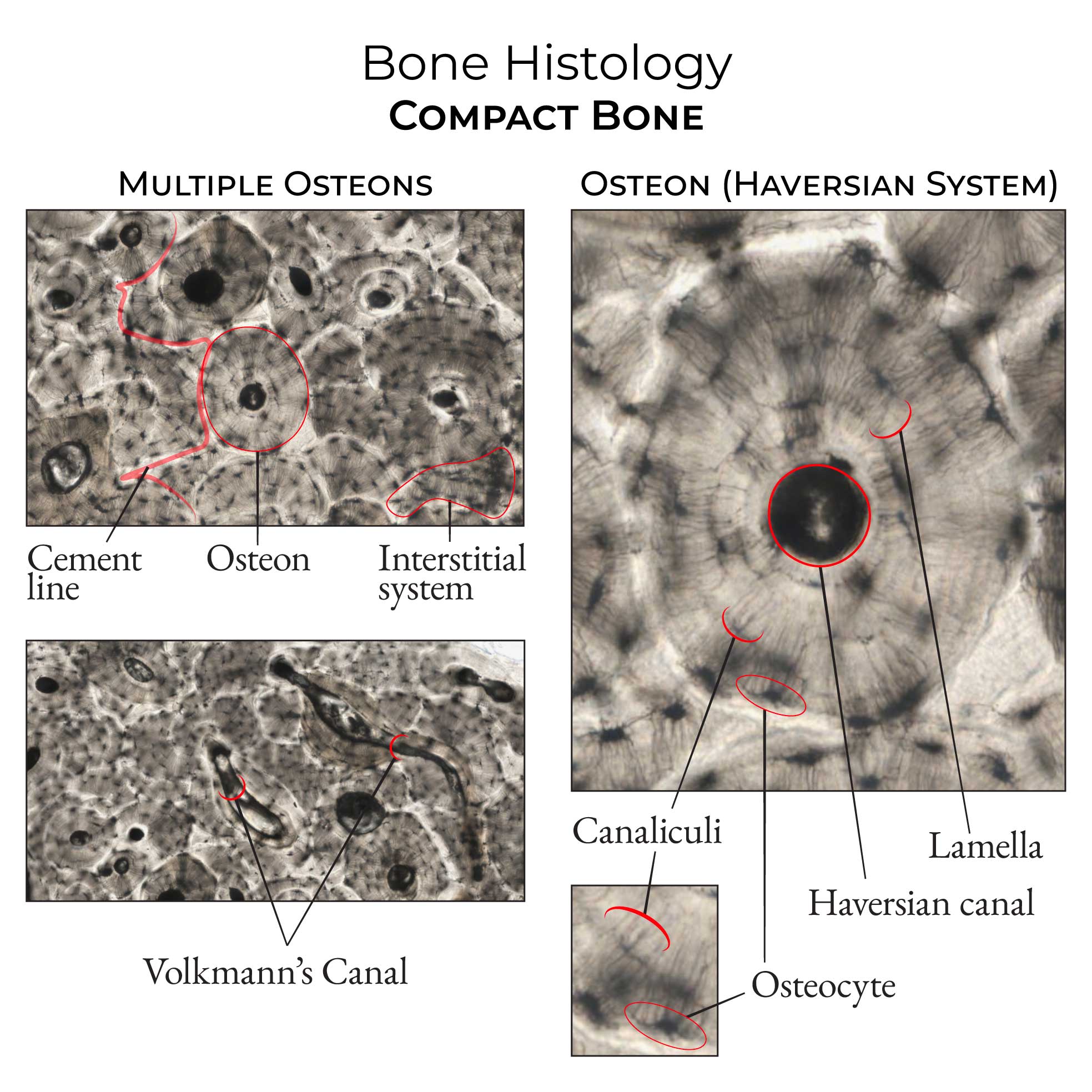 Histology: Bone Anatomy & Histology | ditki medical & biological sciences