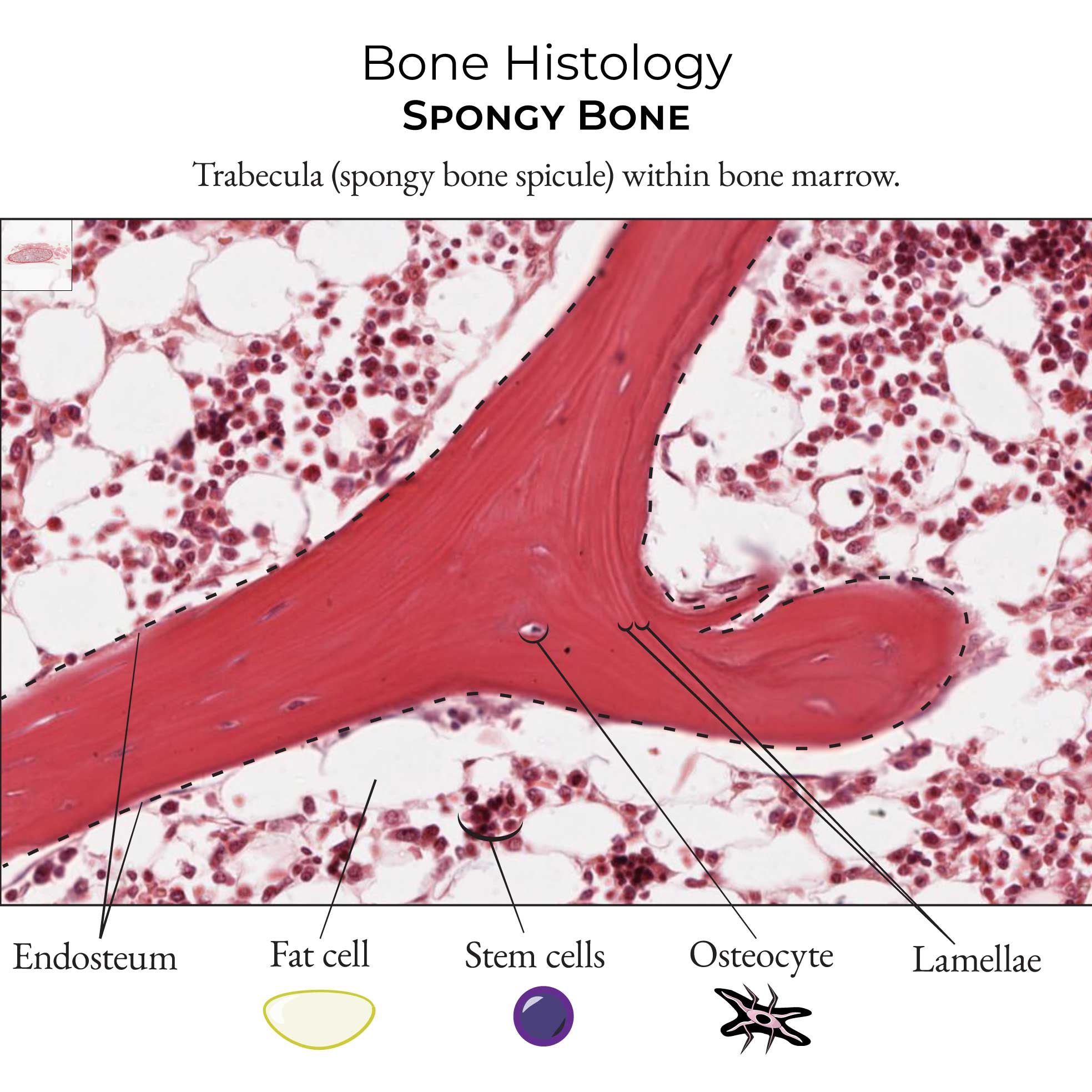 Gross Anatomy: Bone Anatomy & Histology | ditki medical & biological ...