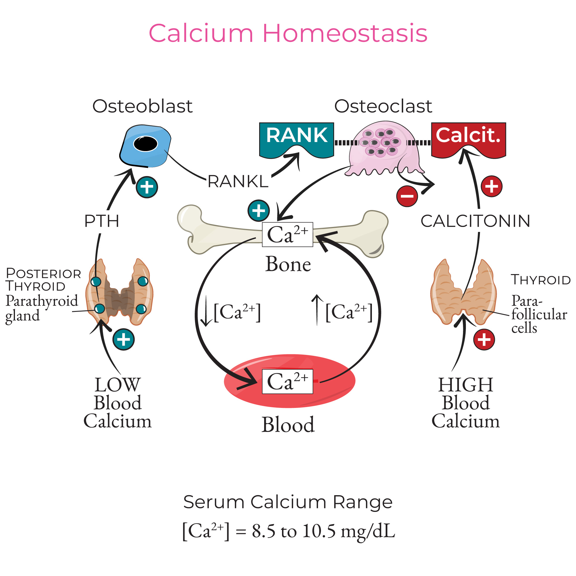 Physiology: Calcium Homeostasis | ditki medical & biological sciences